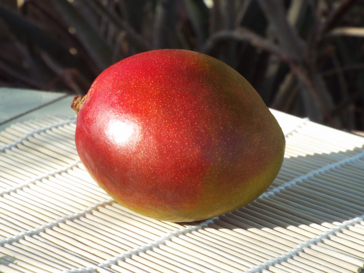 Cool Mango Smoothie - Taste of Lime